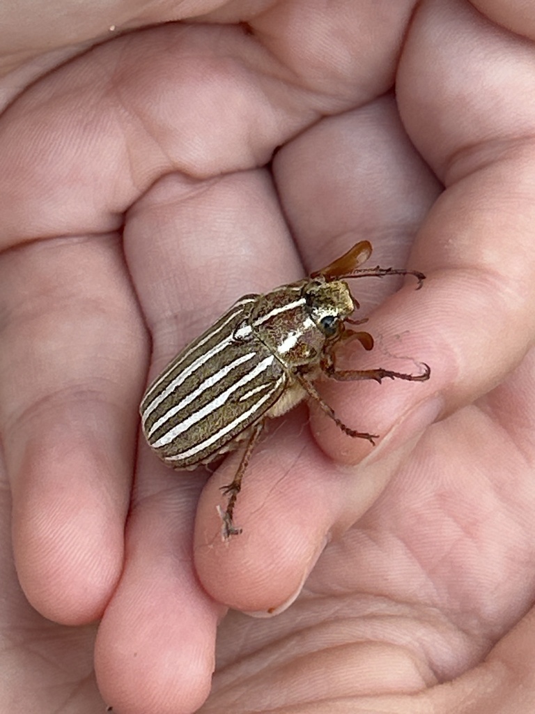 Ten-lined June Beetle from Via Miraleste, Chula Vista, CA, US on July ...