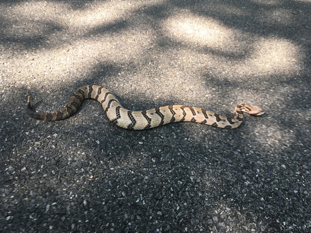 Timber Rattlesnake from Lyon County, KY, USA on May 23, 2023 at 10:02 ...