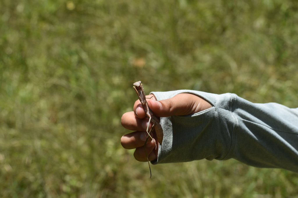 Chinese Mantis from Dickson County, TN, USA on July 10, 2024 at 01:15 ...