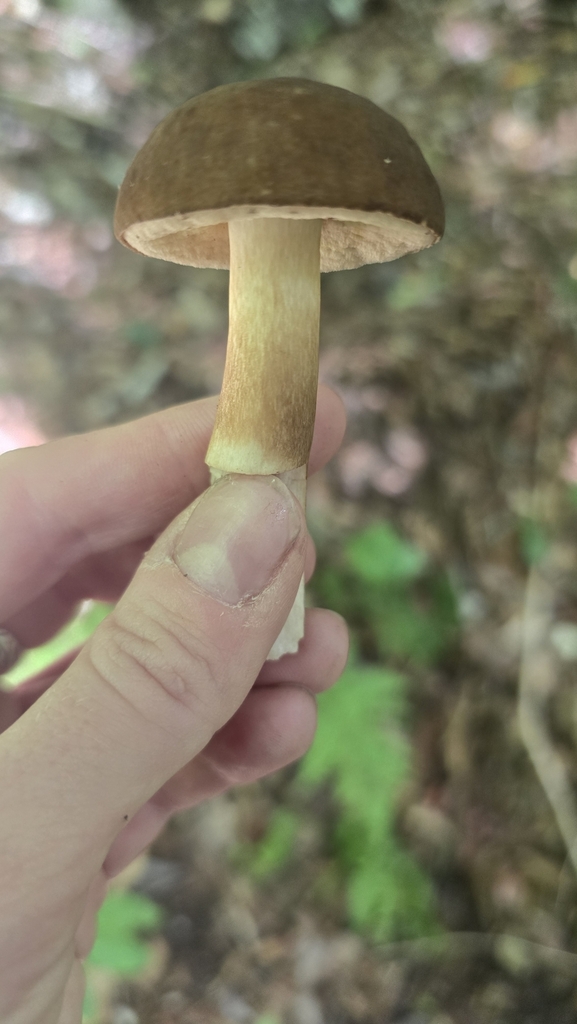 spotted bolete from Waynesville, NC 28785, USA on July 11, 2024 at 02: ...