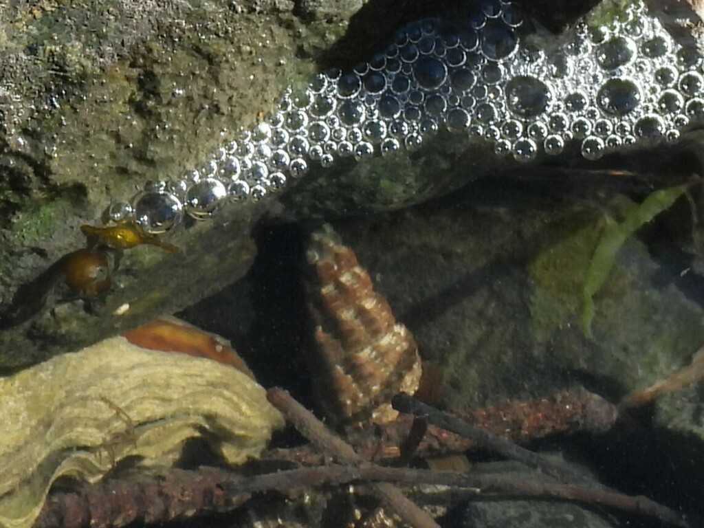 Australian Mud Whelk from Coomba Park NSW 2428, Australia on July 12 ...