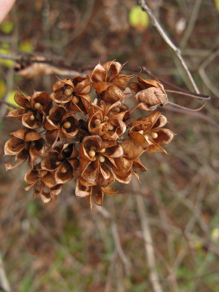 common ninebark from Rutherford County, TN, USA on November 29, 2008 at ...