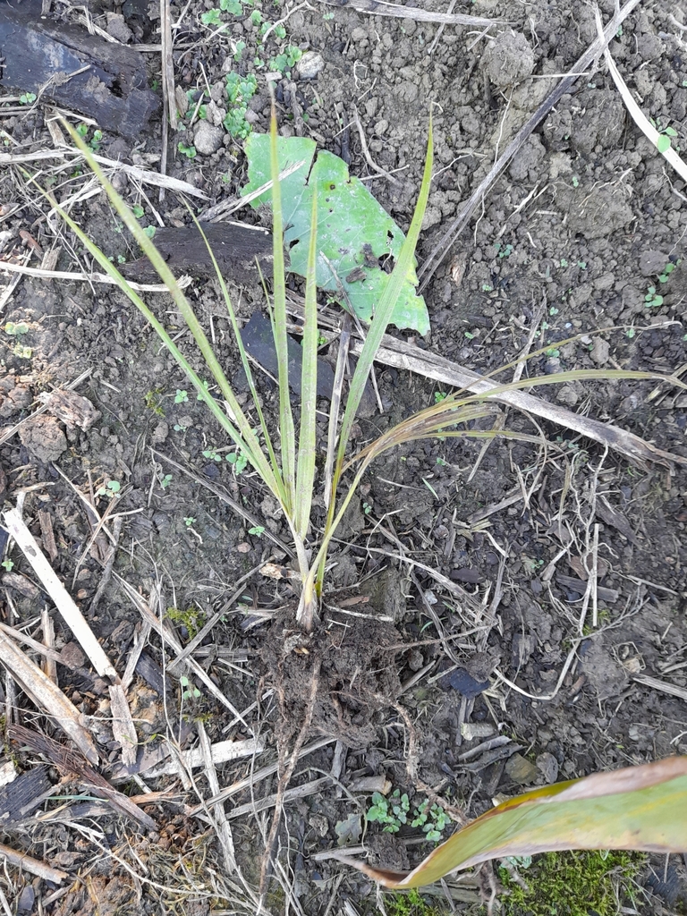 palms from The Gardens, Auckland, New Zealand on July 12, 2024 at 02:04 ...
