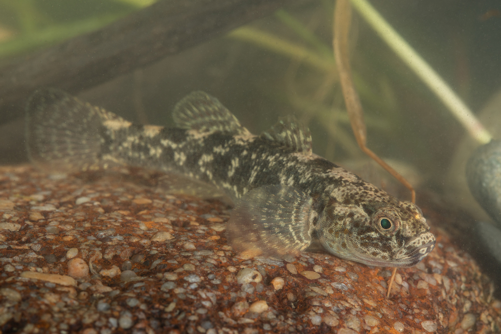 Upland bully (Gobiomorphus breviceps) - Marine Life Identification