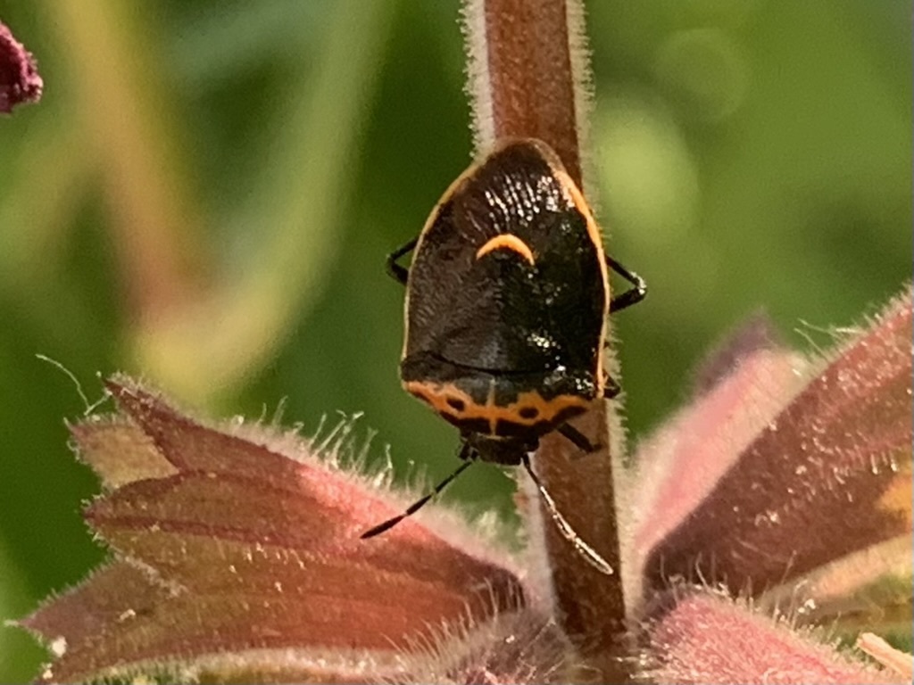 Hedge Nettle Stink Bug in July 2024 by eebee · iNaturalist