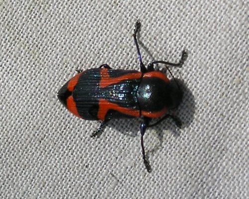 Castiarina militaris · iNaturalist