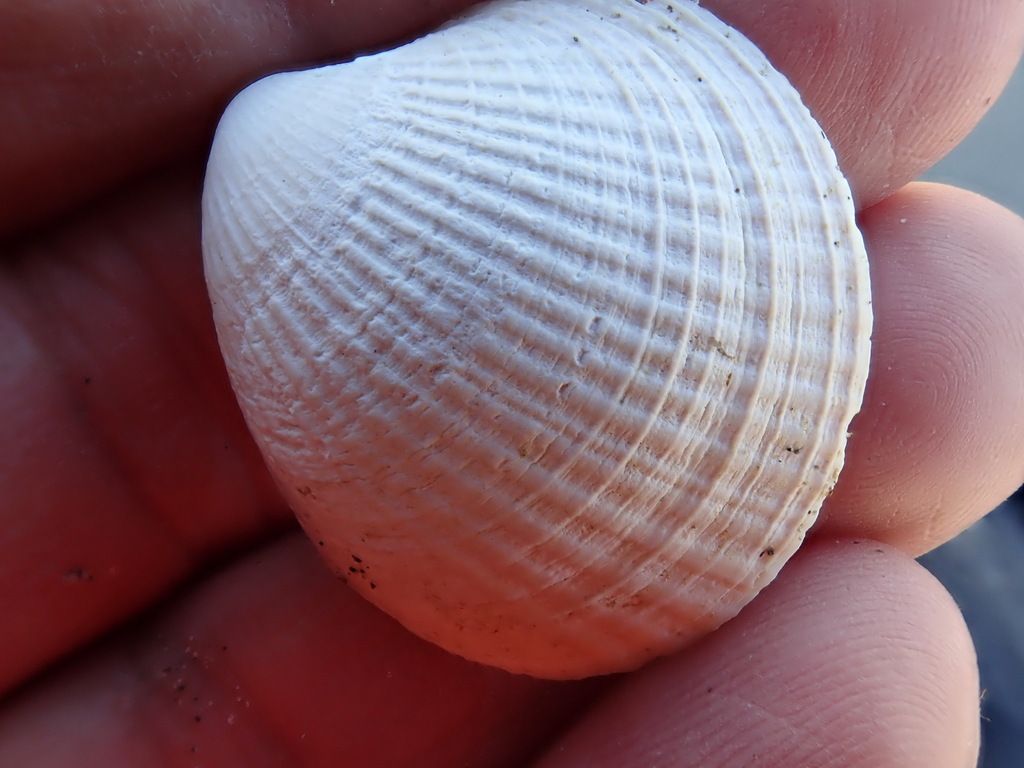 New Zealand Cockle from Himatangi Beach, New Zealand on July 11, 2024 ...