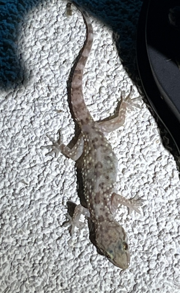 Mediterranean House Gecko from Lake Rhapsody Dr, Corpus Christi, TX, US ...