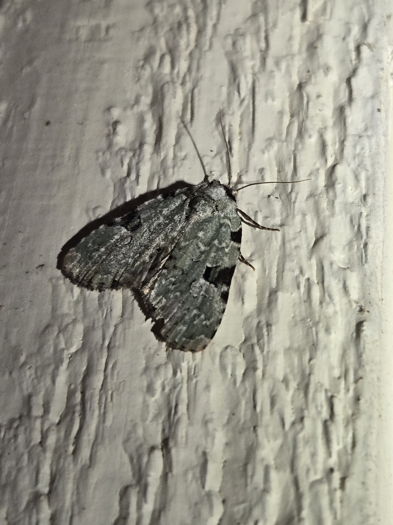 Green Leuconycta Moth from Byrdstown, TN 38549, USA on July 11, 2024 at ...