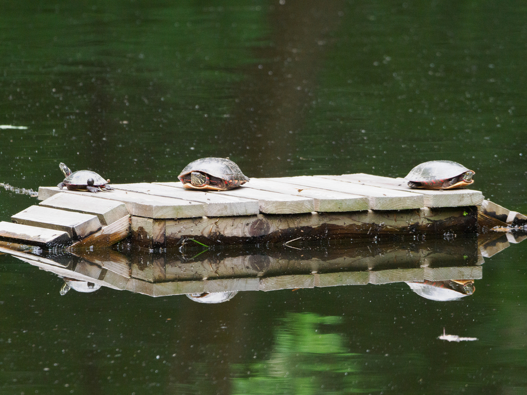 Midland Painted Turtle from Coshocton County, OH, USA on June 19, 2024 ...