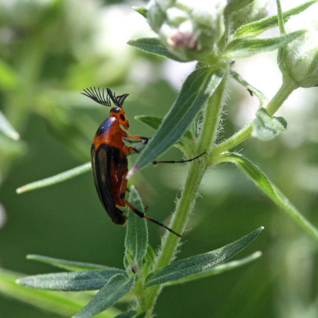 Bordered Wedge-shaped Beetle from Wayne, PA, USA on July 11, 2024 at 12 ...