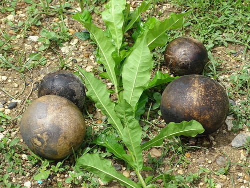 Tecomate ( Arboles de " Vereda Polo" -Santa Rosa de Lima ) · iNaturalist