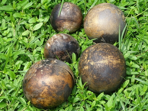 Tecomate ( Arboles de " Vereda Polo" -Santa Rosa de Lima ) · iNaturalist