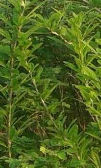 Tecomate ( Arboles de " Vereda Polo" -Santa Rosa de Lima ) · iNaturalist