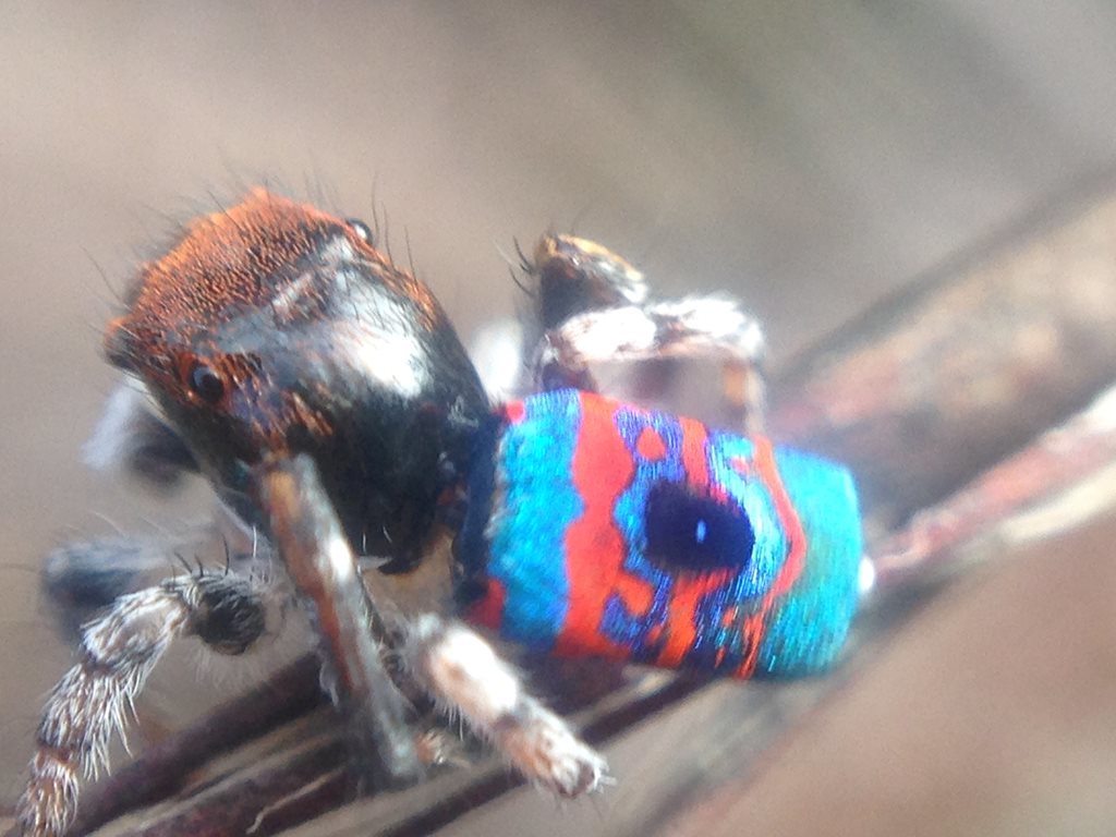 Maratus mungaich Waldock, 1995
