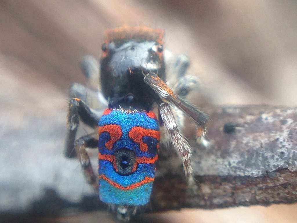Maratus mungaich Waldock, 1995