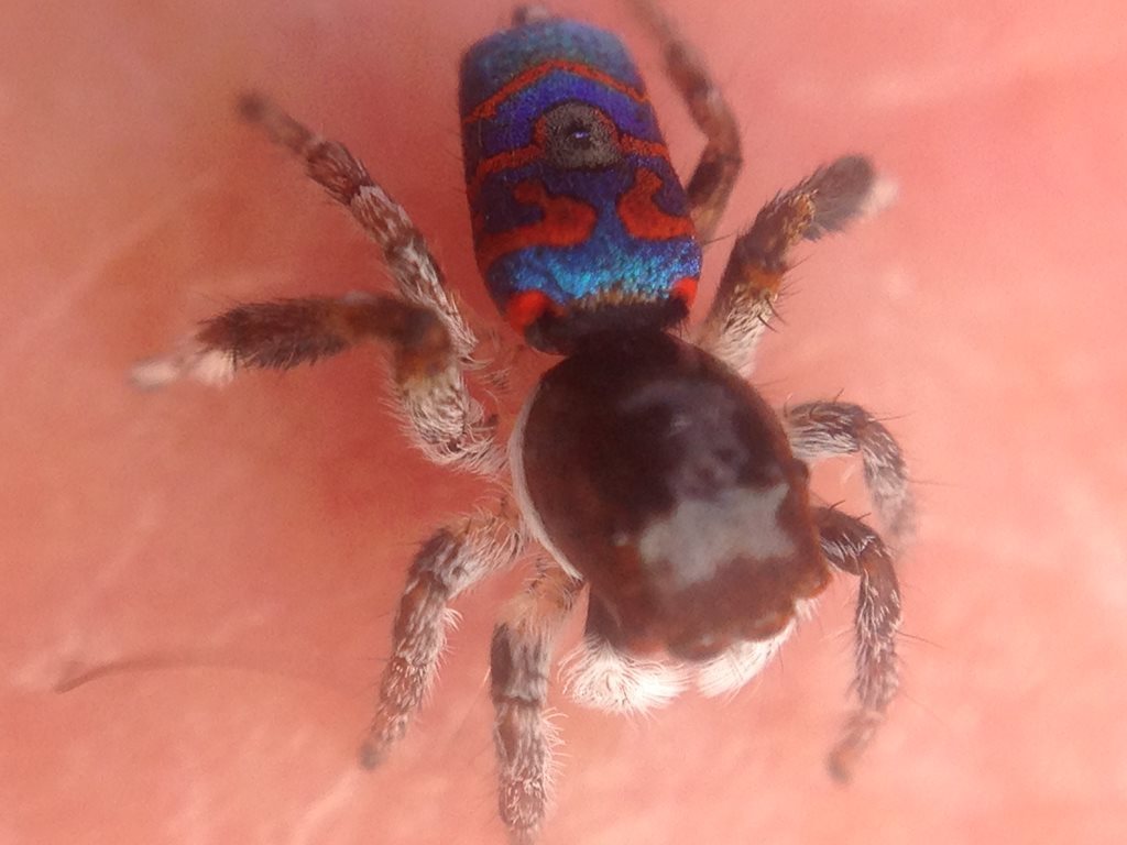 Maratus mungaich Waldock, 1995
