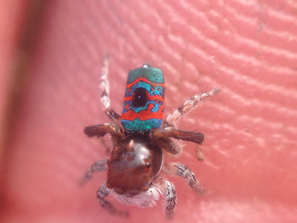 Maratus mungaich Waldock, 1995