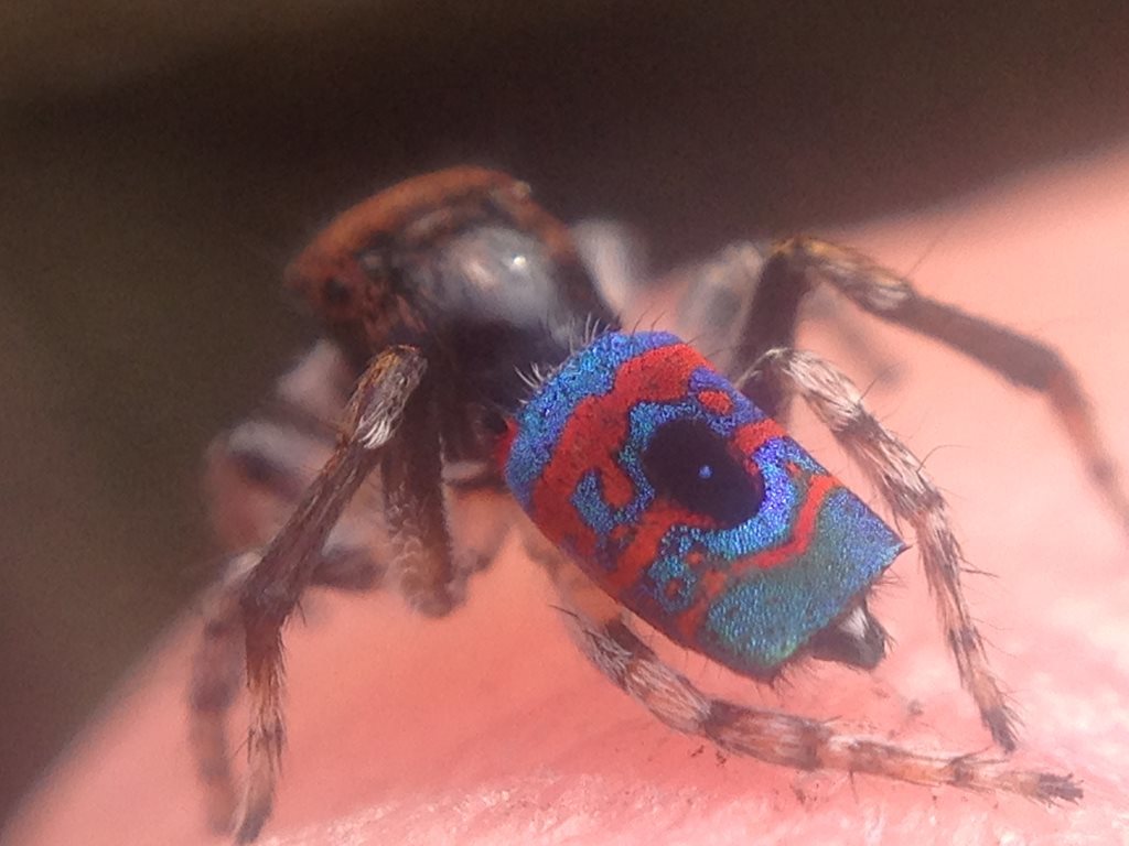Maratus mungaich Waldock, 1995