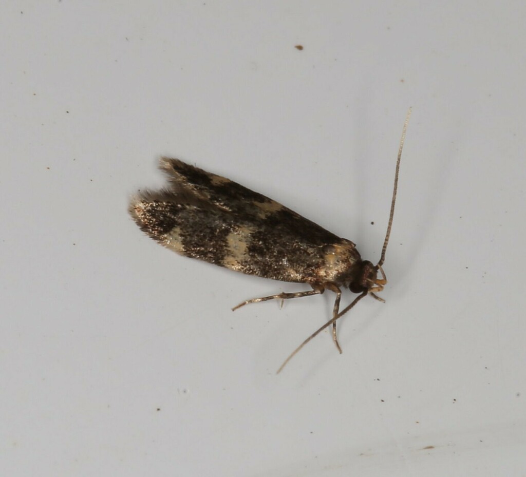 Scarce Obscure Moth from Mont-Joli, QC, Canada, 1101 rue Lussier on ...