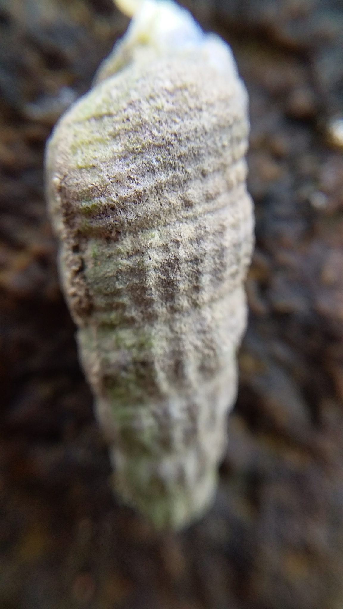 Cerithidea moerchii (A.Adams, 1855)