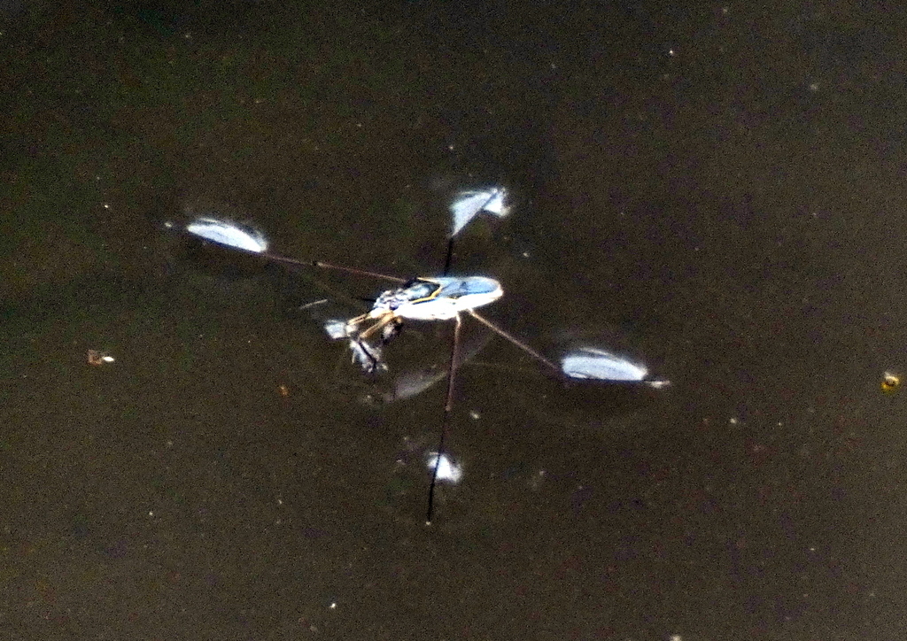 Striped Pond Skaters from Vientiane, Laos on July 12, 2024 at 08:11 AM ...