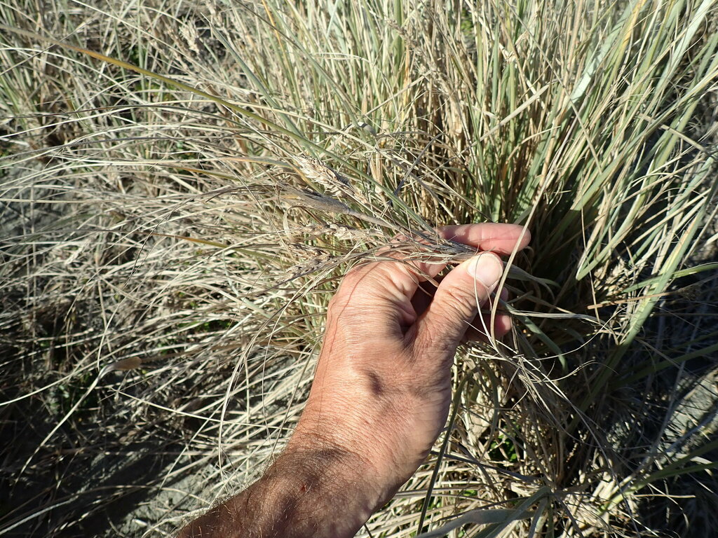 Beach Spinifex from Himatangi Beach, New Zealand on July 11, 2024 at 10 ...