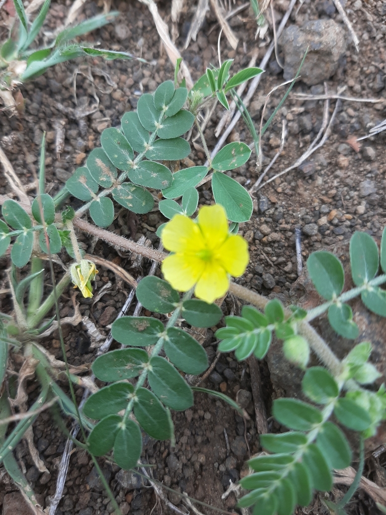 puncture vine from Pune, IN-MH, IN on July 7, 2024 at 10:37 AM by ...
