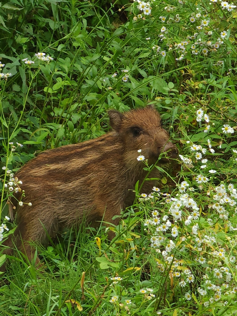 Wild Boar from South Korea, Wanju-gun, 양야리경로당 on July 12, 2024 at 09:29 ...