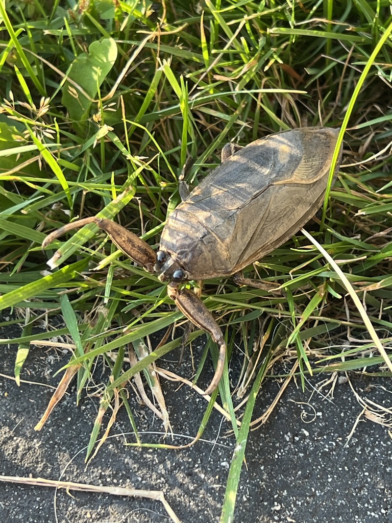 American Giant Water Bug from Hamilton St, Port Coquitlam, BC, CA on ...