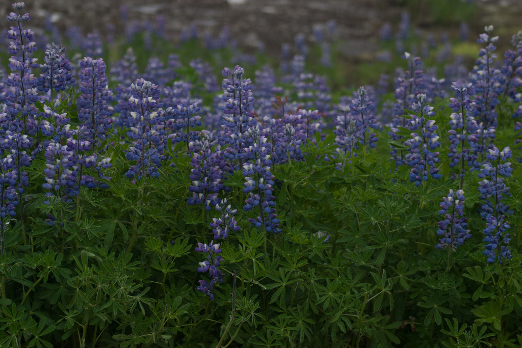 Nootka Lupin (Plants of Jasper National Park (Guide 3) | Les plantes du ...