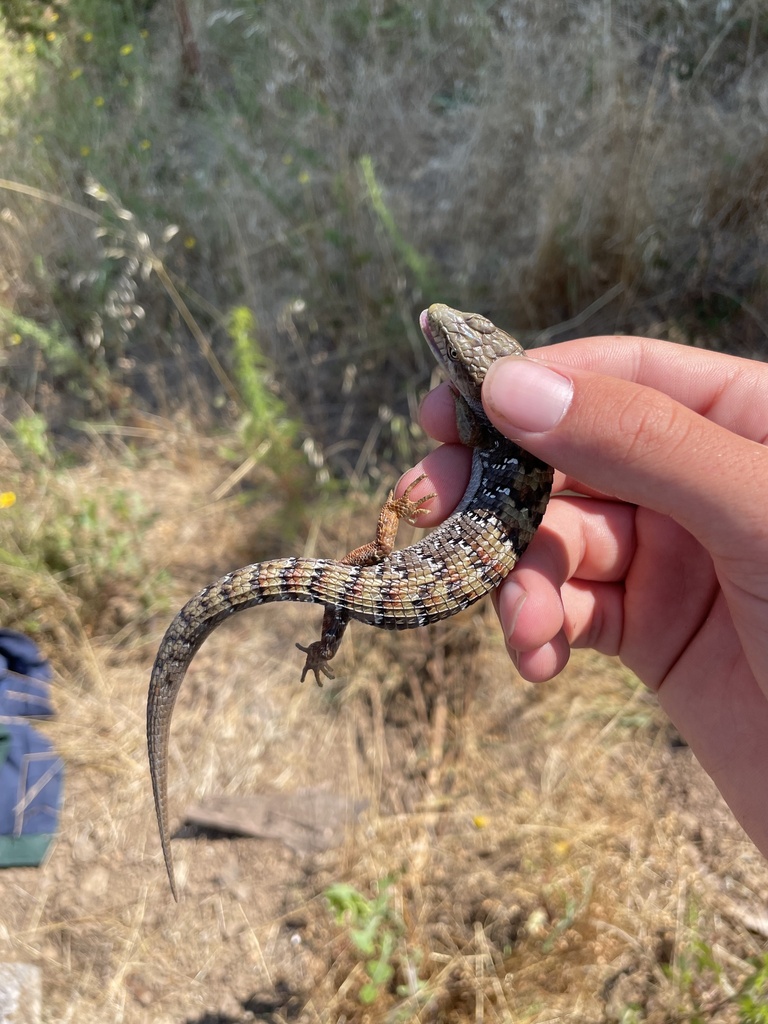 Southern Alligator Lizard from Glen Canyon Park, San Francisco, CA, US ...