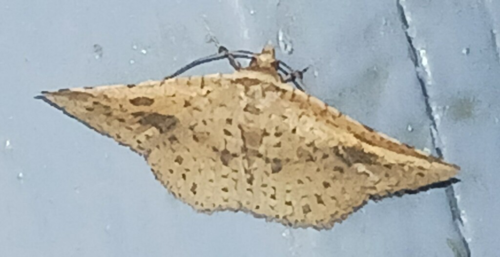 Window-winged Moths from Kausani, District Almora, Uttarakhand 263639 ...