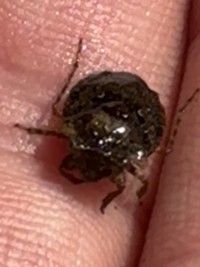 Big-eyed Toad Bug from Middle Fork Clearwater River, Kooskia, ID, US on ...