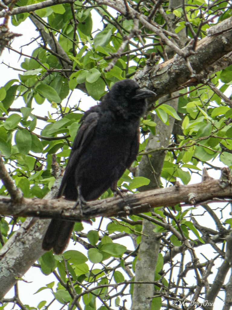 Sinaloa Crow from 80384 Imala, Sin., México on July 6, 2024 at 01:31 PM by ...