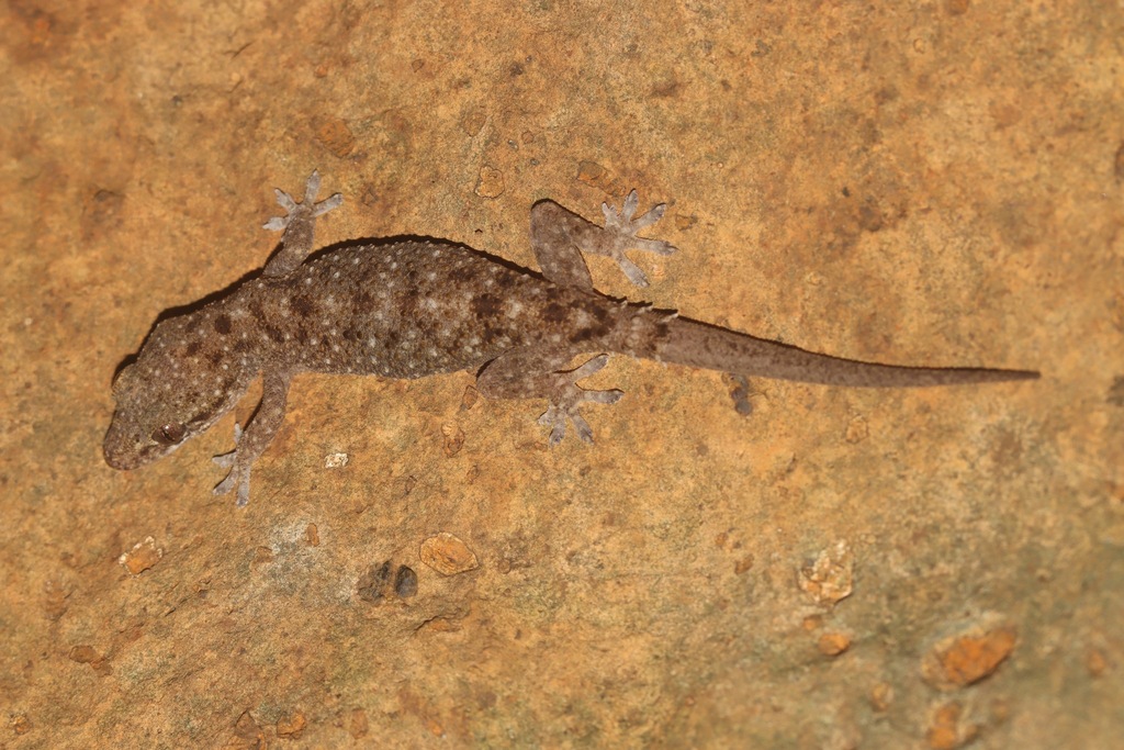 Spotted House Gecko from A-Terre Rouge 2 on July 11, 2024 at 12:13 PM ...
