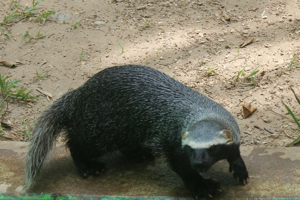 Greater Grison from Villahermosa, Tab., México on June 14, 2024 by Ana ...