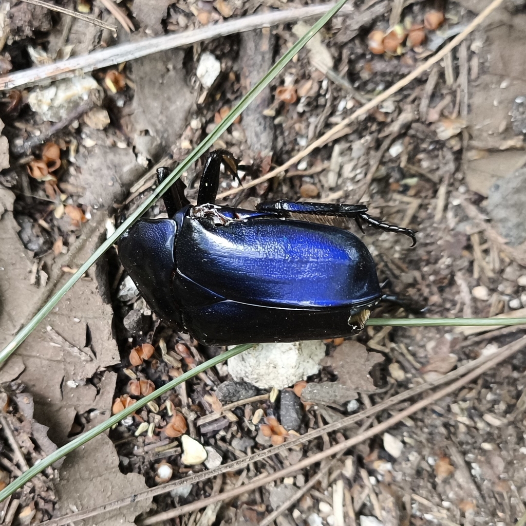 Japanese Drone Beetle from Guizhou ProvinceGuiyang CityYunyan ...