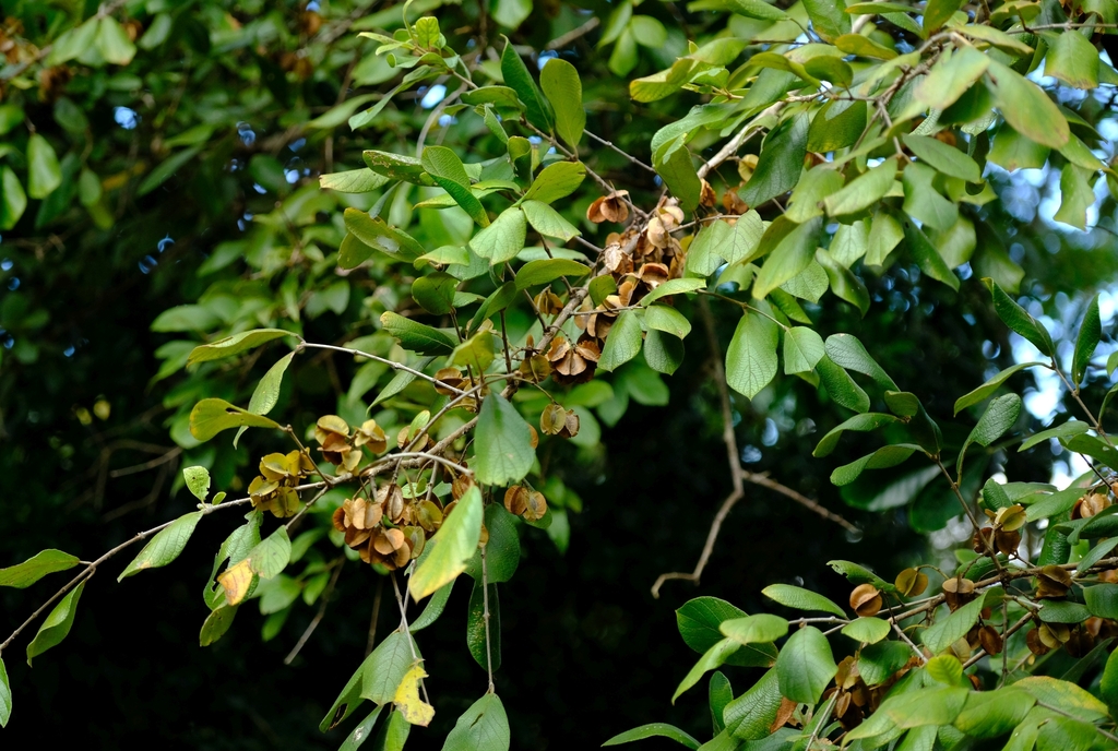 Velvet Bushwillow from f2 on June 21, 2024 at 02:21 PM by Nick Helme ...