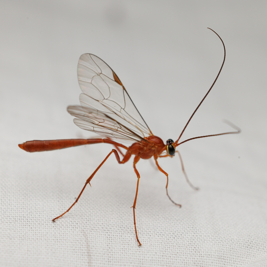 Netelia from Anna Creek SA 5723, Australia on June 14, 2024 at 10:20 PM ...