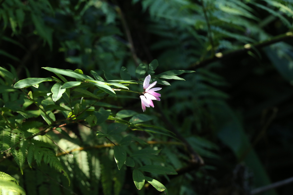flowering plants from Lamington National Park - Green Mountains Section ...