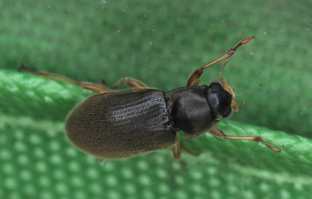 Pelonomus obscurus from Norman, OK, USA on July 11, 2024 at 12:21 AM by ...