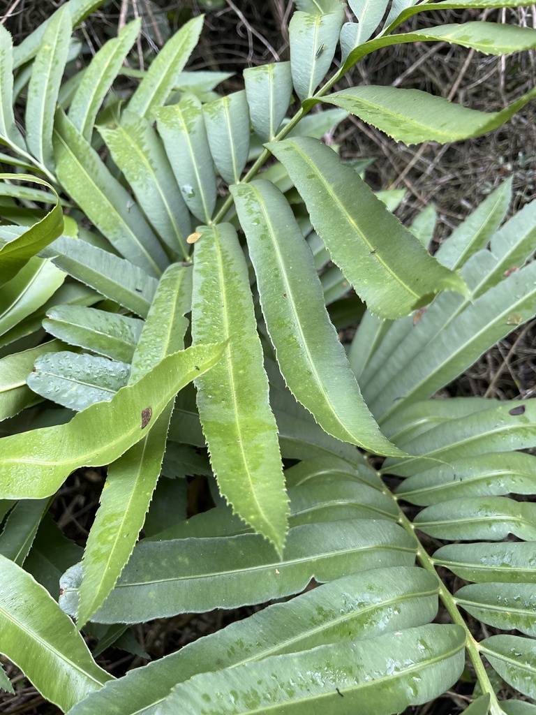 Grass Cycad (Stangeria eriopus) - Botanical Realm