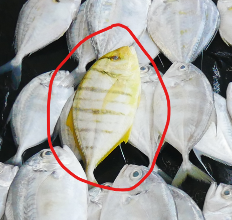 Golden Trevally from Jeneponto Regency, South Sulawesi, Indonesia on ...