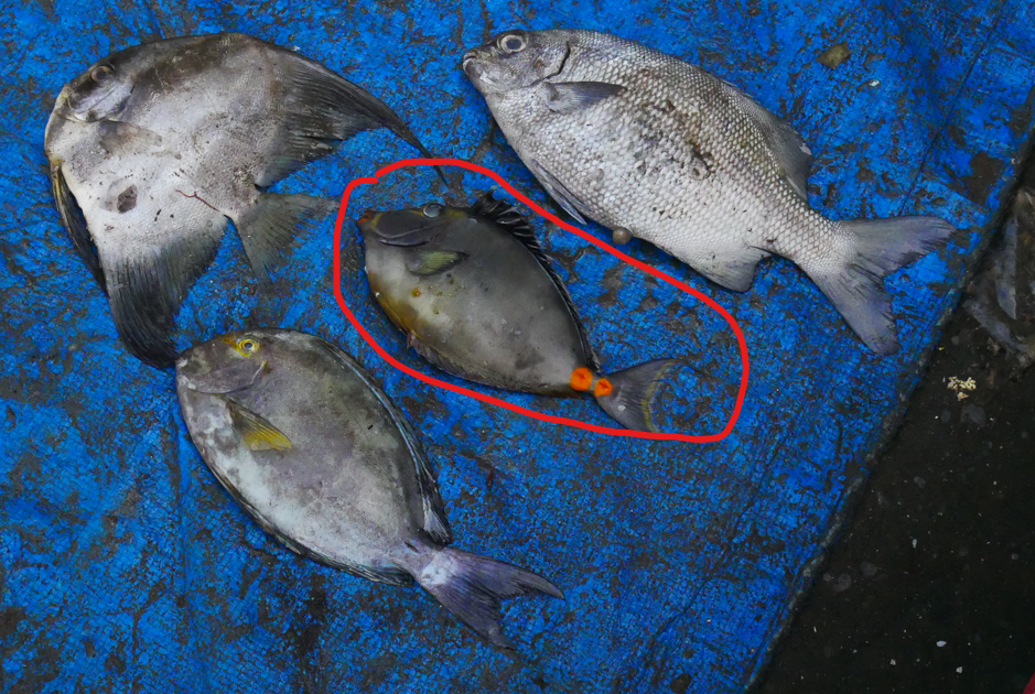 Pacific Orange-spine Unicornfish from Jeneponto Regency, South Sulawesi ...