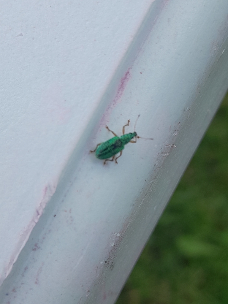 Green Immigrant Leaf Weevil from Avon, NY 14414, USA on July 12, 2023 ...