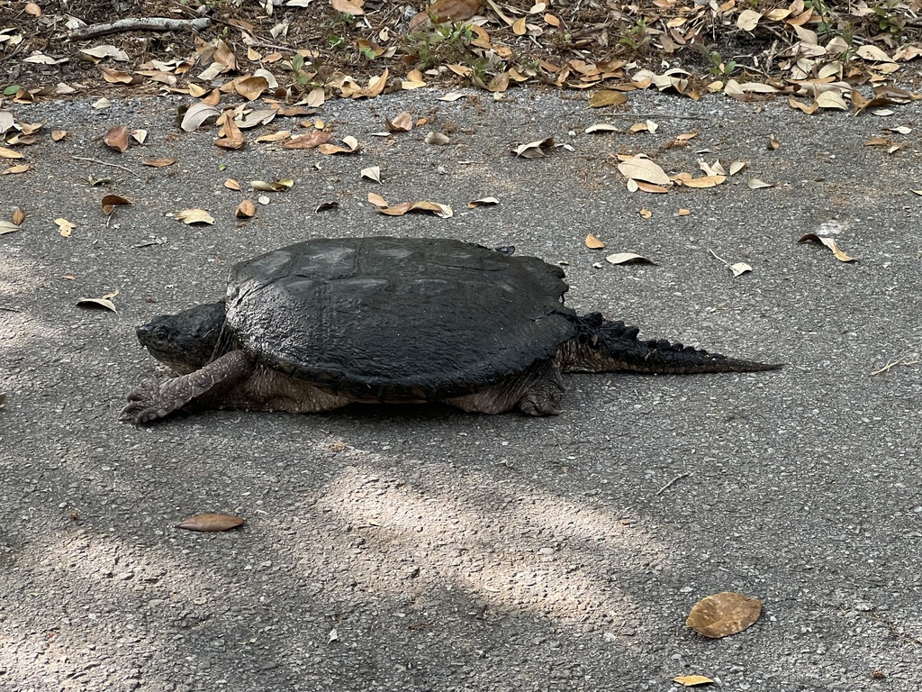 Common Snapping Turtle from Charles Horne Rd, Pine Knoll Shores, NC, US ...