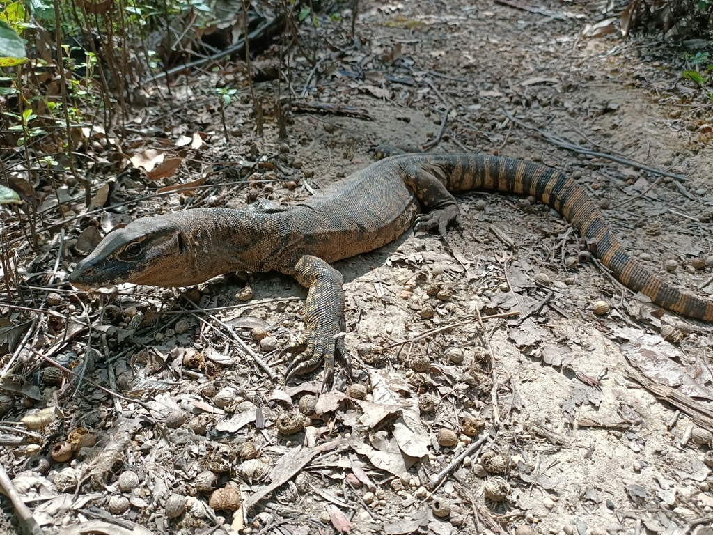 Heath Monitor from Dwellingup WA 6213, Australia on October 15, 2022 at ...