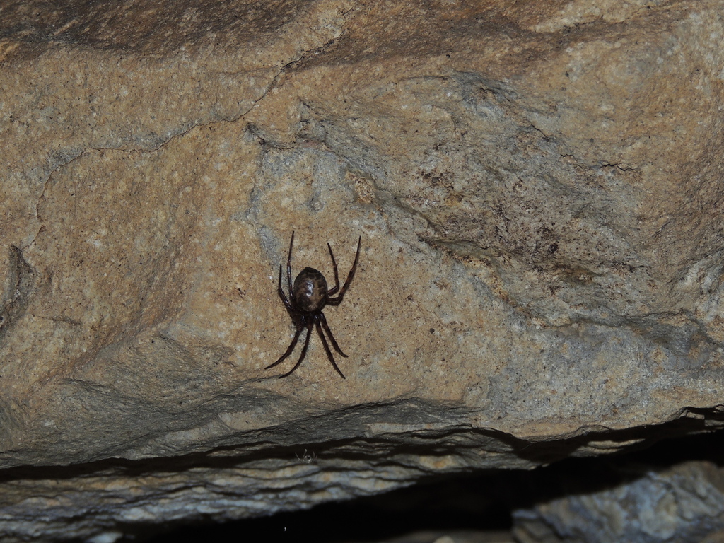 Araneoid Spiders from Solomon's Temple Cave on July 8, 2013 at 10:15 AM ...