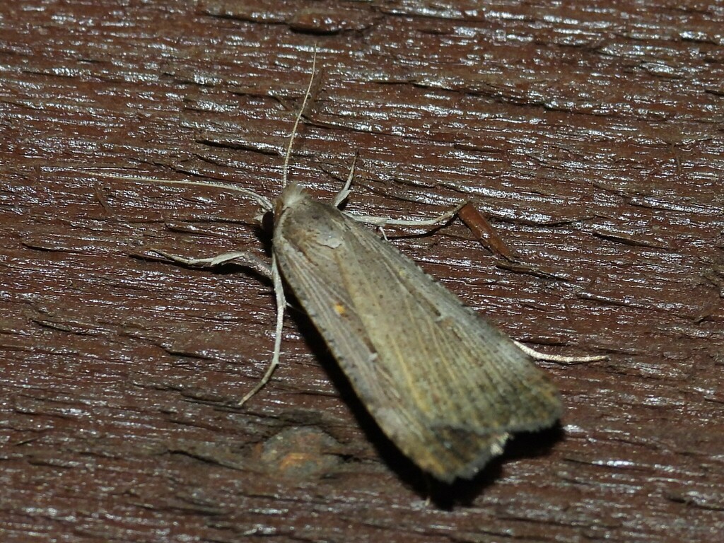 Australian Alfalfa Moth from Coomba Park NSW 2428, Australia on July 12 ...